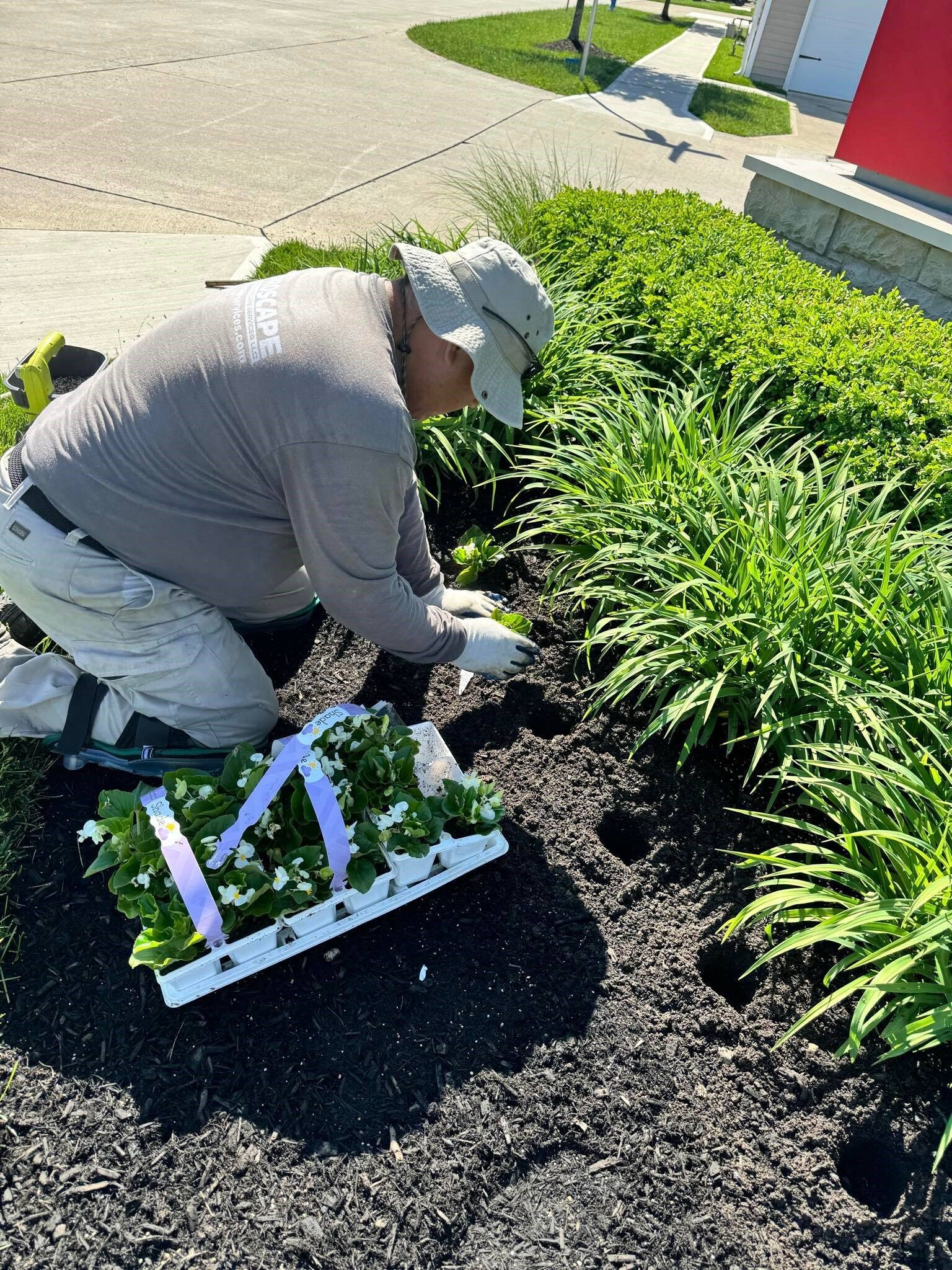 Summer Success: Keeping Your Annuals Looking Their Best